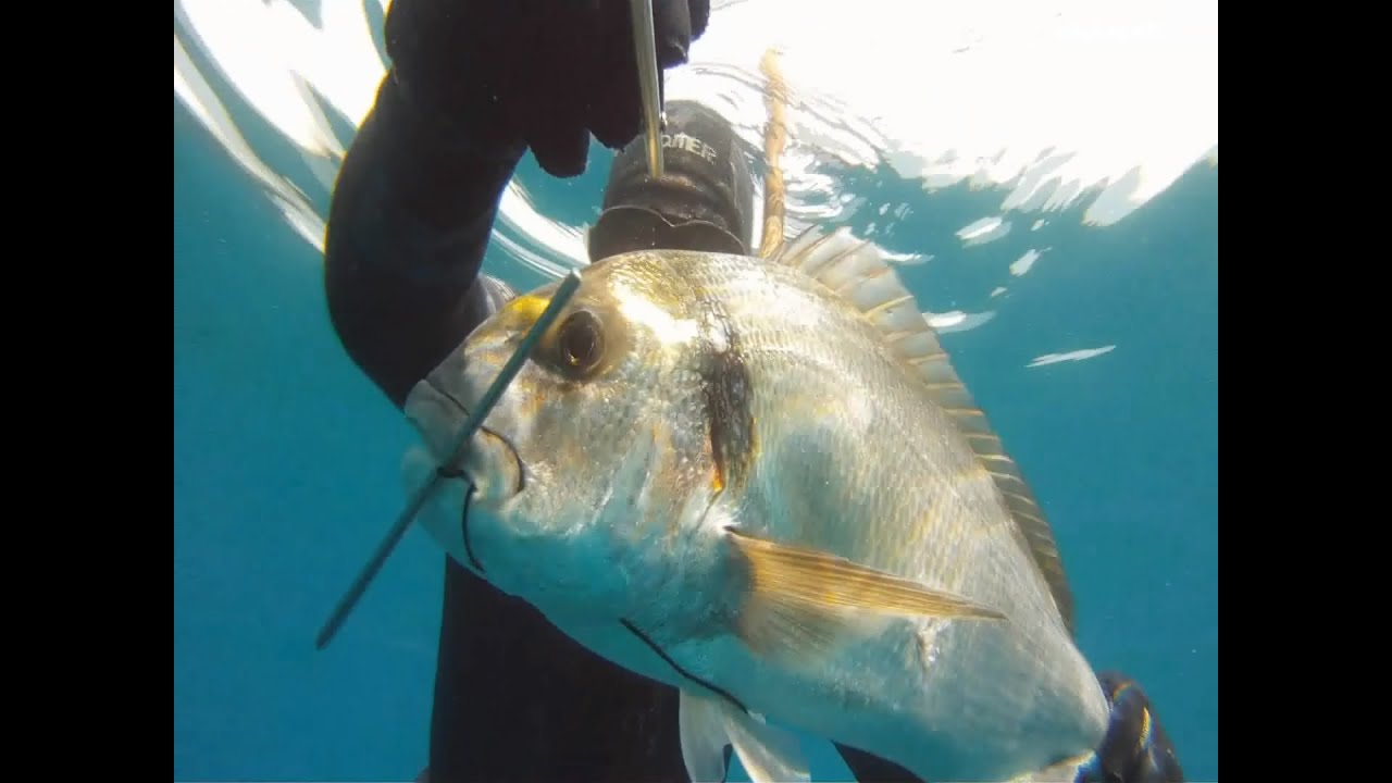 chasse sous marine G.dorade royale/oratona 5.5 kg 12 05 2015 - YouTube