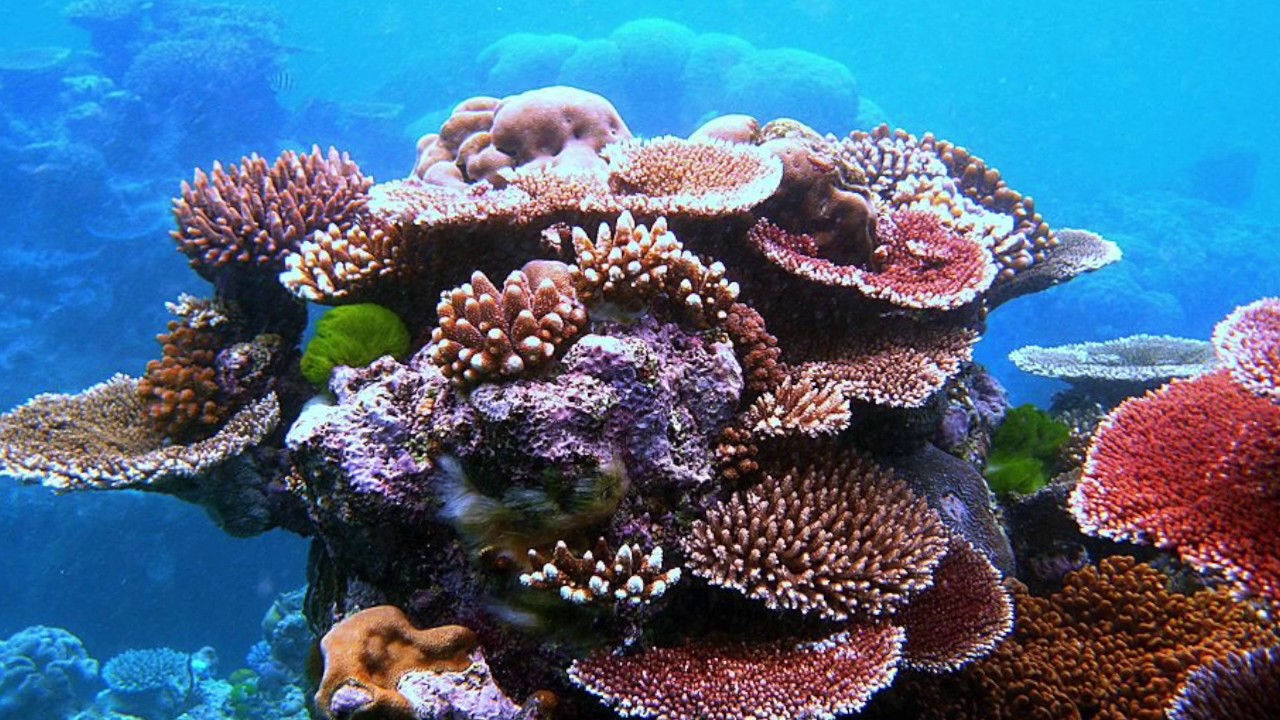 The Effects of Runoff on Coral Reefs - YouTube