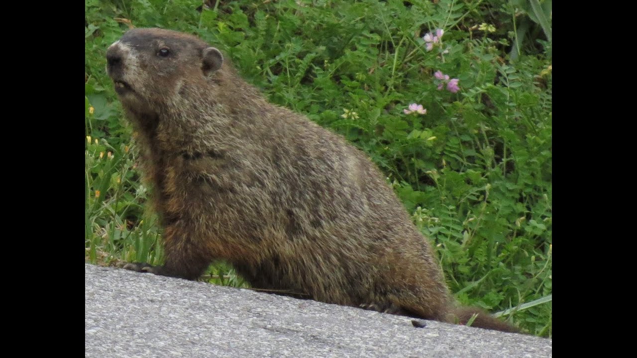 Giant Groundhog Day! - YouTube
