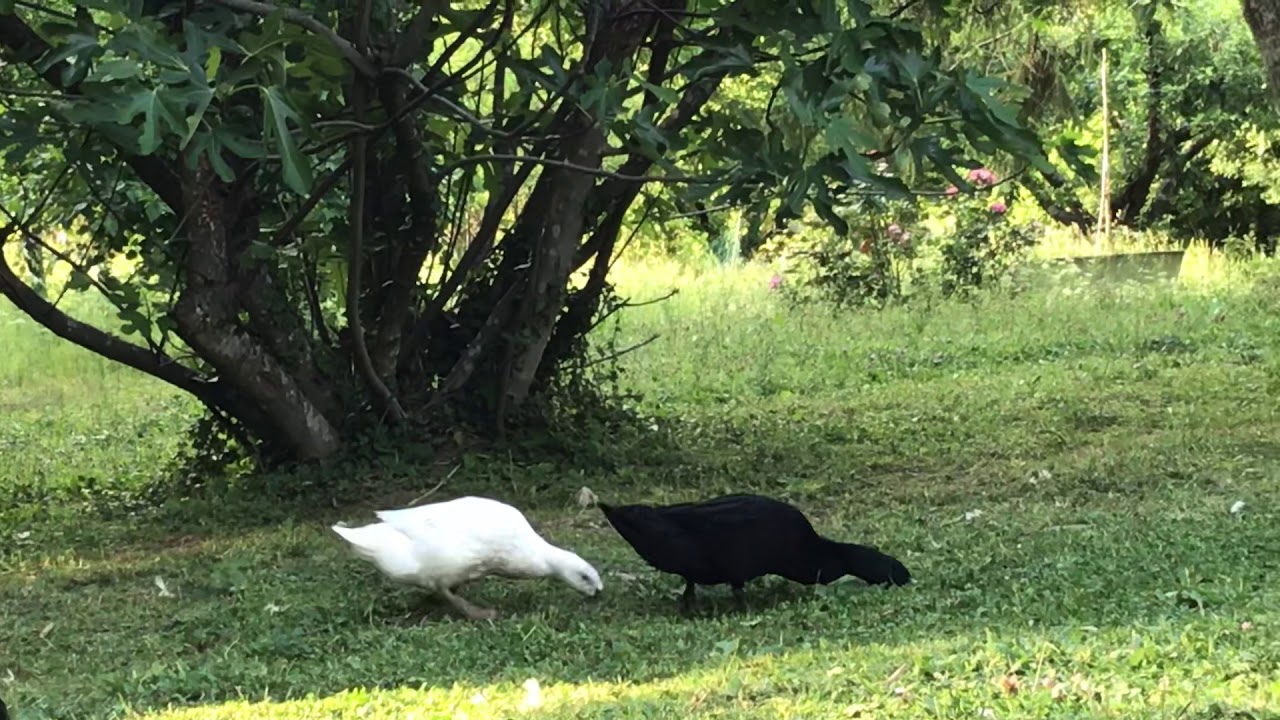 Il giardino dei polli|Anatra di Forest|Forest Duck|Eend van Vorst ...