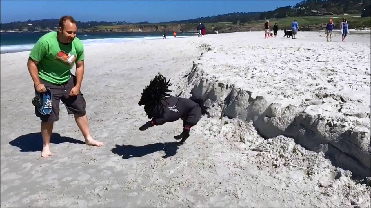 Napoleon the Puli jumping on the beach in slow motion - YouTube