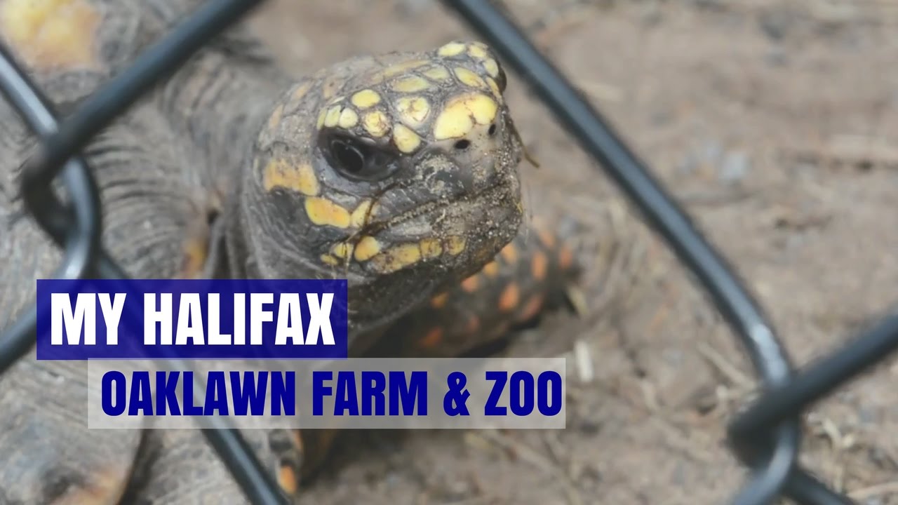 Oaklawn Farm & Zoo - My Halifax - Things To Do In Halifax - YouTube