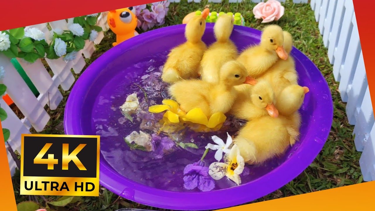 Adorable baby duck first time swimming ~ 4K #ducklings #babyduck # ...