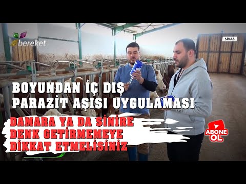 Boyundan İç Dış Parazit Aşısı Uygulaması