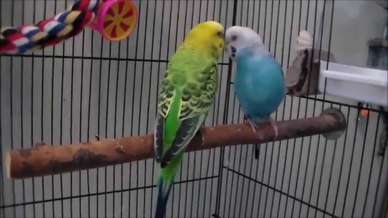 budgies; loco being cute with chewy - YouTube