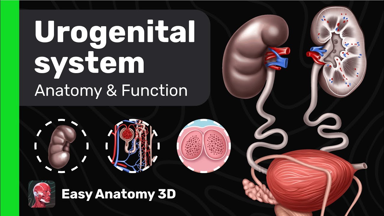 Urogenital system: Overview | Anatomy & Function | Easy Anatomy # ...