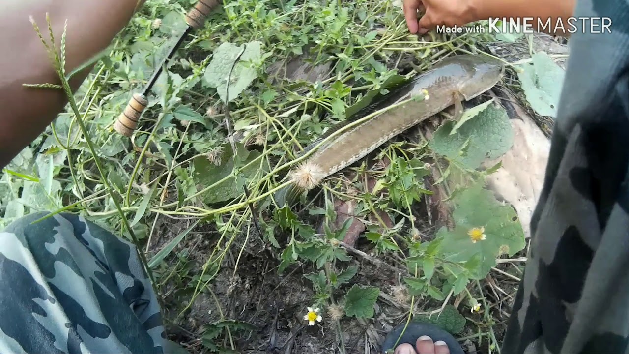 ตกปลาช่อนด้วยวิธี #J-RIG - YouTube