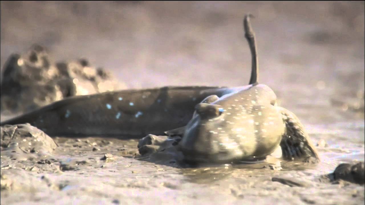 Nature: Animal Misfits - YouTube