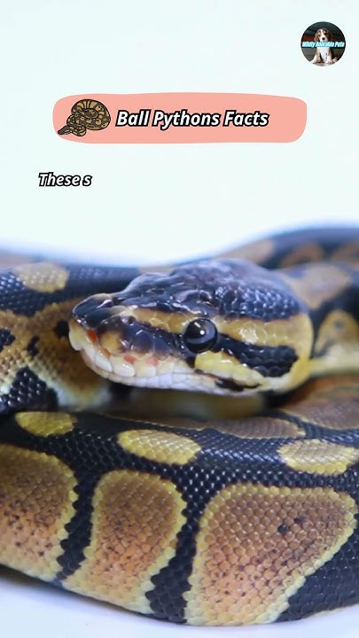 Ball Pythons Facts #shorts #ballpython - YouTube