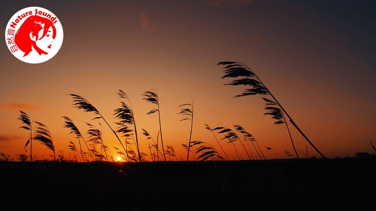 White Noise sounds of the wind blowing through the reeds. Nature Sounds ...