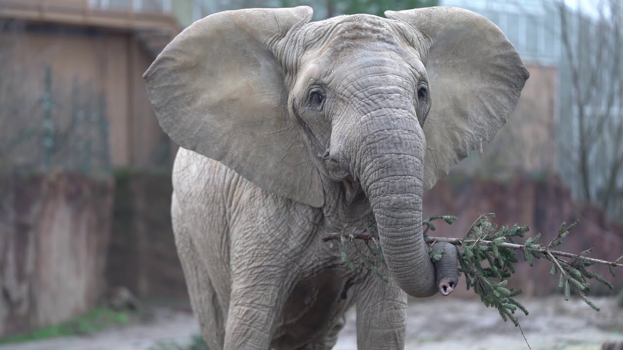 African elephant 4k,Mwana,zoo magdeburg,zoo elephant video,zoo animals ...
