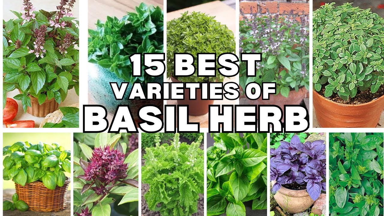 15 Best Types of Basil Herbs with identification to grow in Container ...