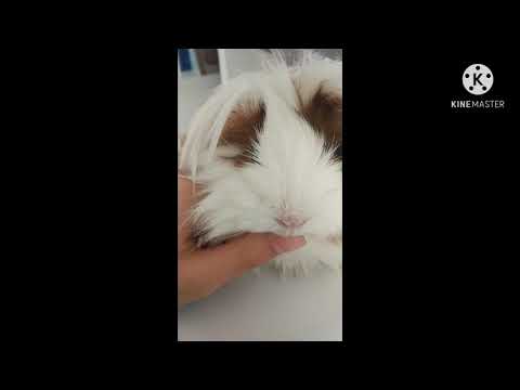 Ginepig Rosa elimi yalıyor!!!🐹