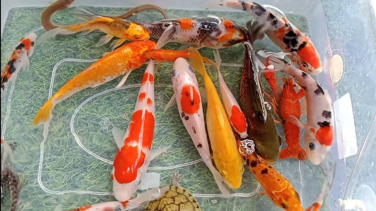 Unboxing ikan warna warni,ikan koi,ikan lele,ikan komet,ikan oscar ...