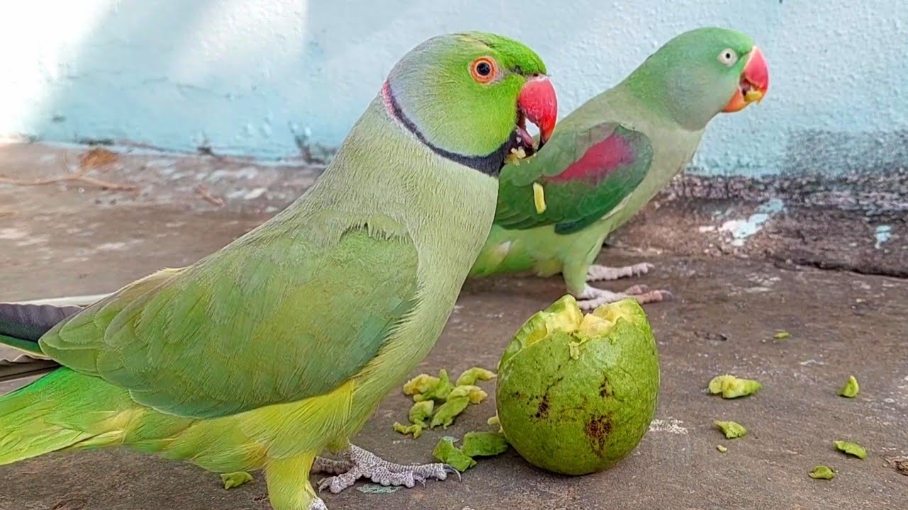 Indian Ringneck Parrot and Alexandrine Parrot Eating Guava and Thanking ...