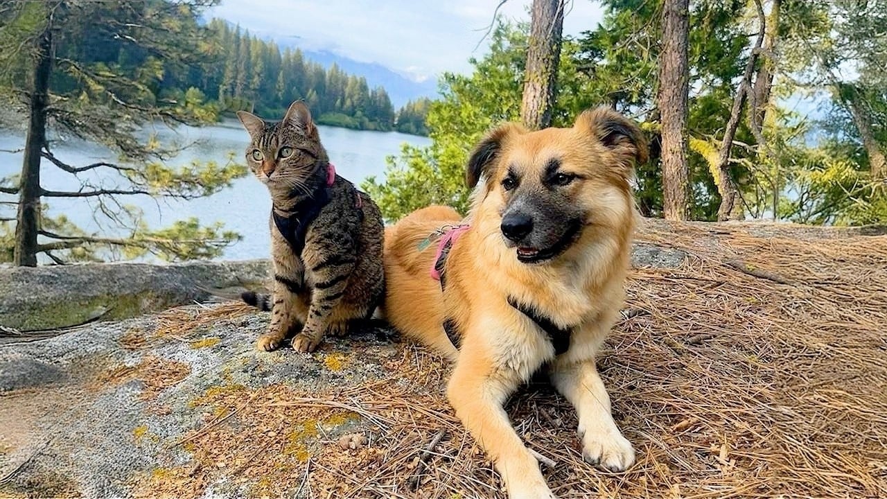 Chatty Cat Drives His Dog Bestie Wild with Endless Chit-Chat! - YouTube