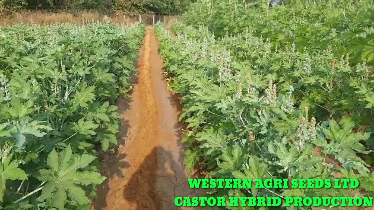 CASTOR HYBRID PRODUCTION @Agriculture India - YouTube