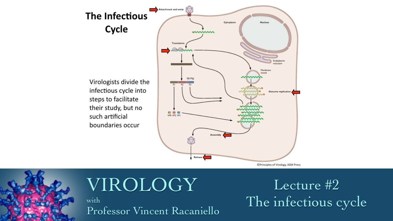 Virology 2014 lecture #2 - The infectious cycle - YouTube