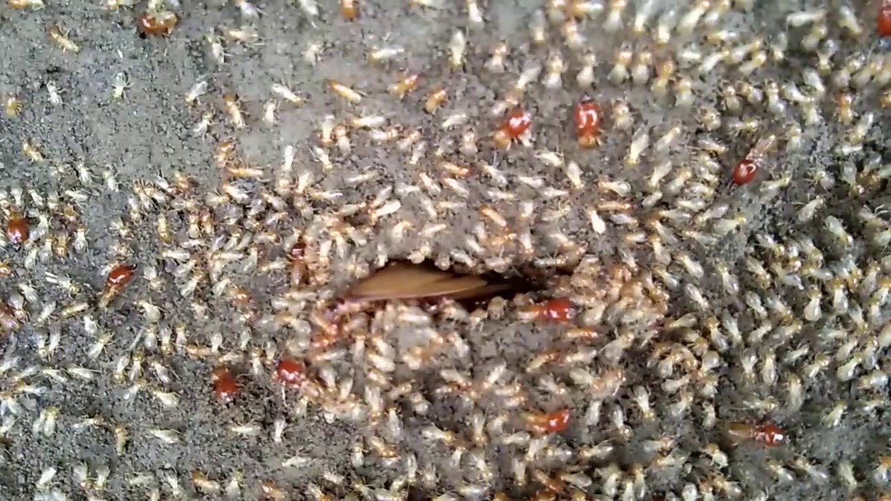 Laron dan rayap - YouTube