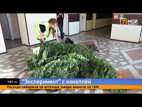 Огромный куст конопли обнаружили у жителя Красноярского края на участке