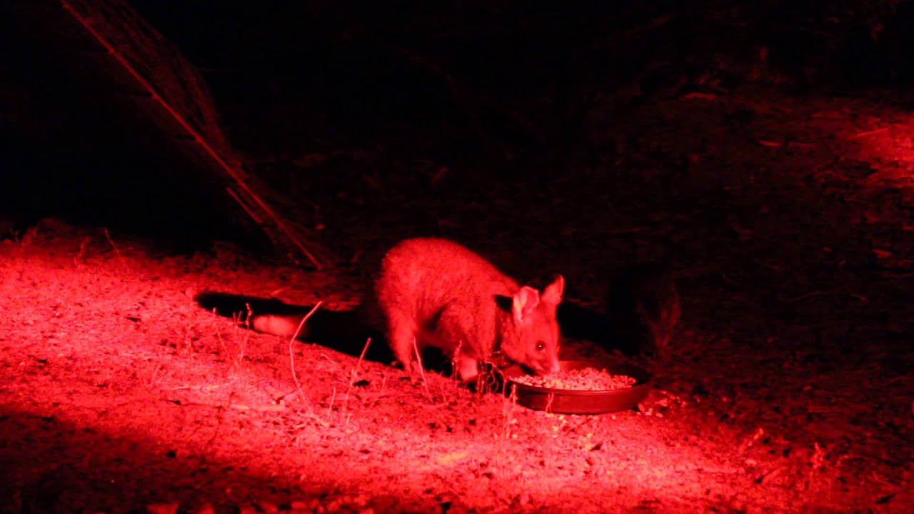 Possum + Bandicoot eating- Western Australia - YouTube