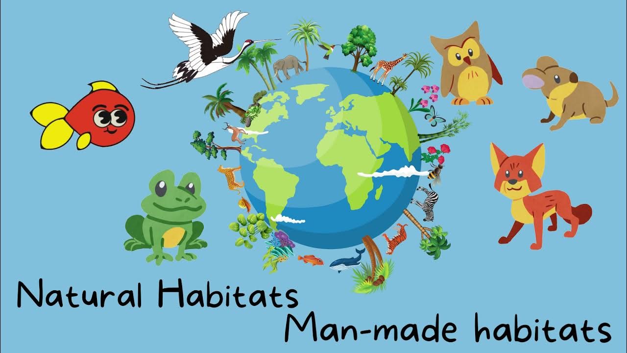 Where do plants and Animals live - Habitats - Year 1 Science -Flipped ...