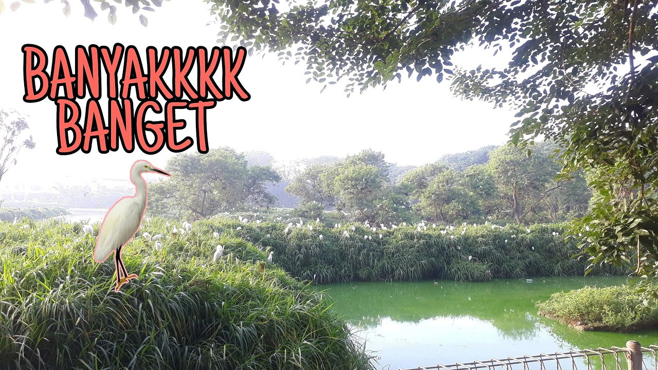 Taman Burung Cemara Asri Medan - YouTube