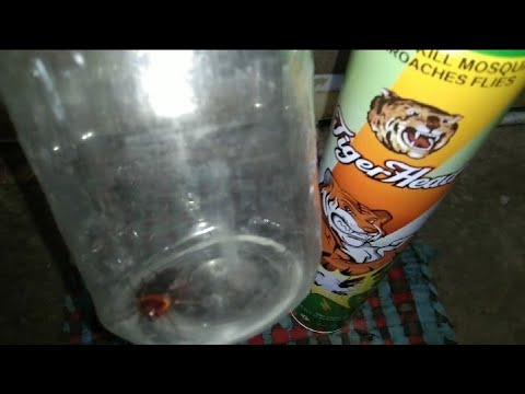 ang bilis pumatay ng ipis nang tiger head - YouTube
