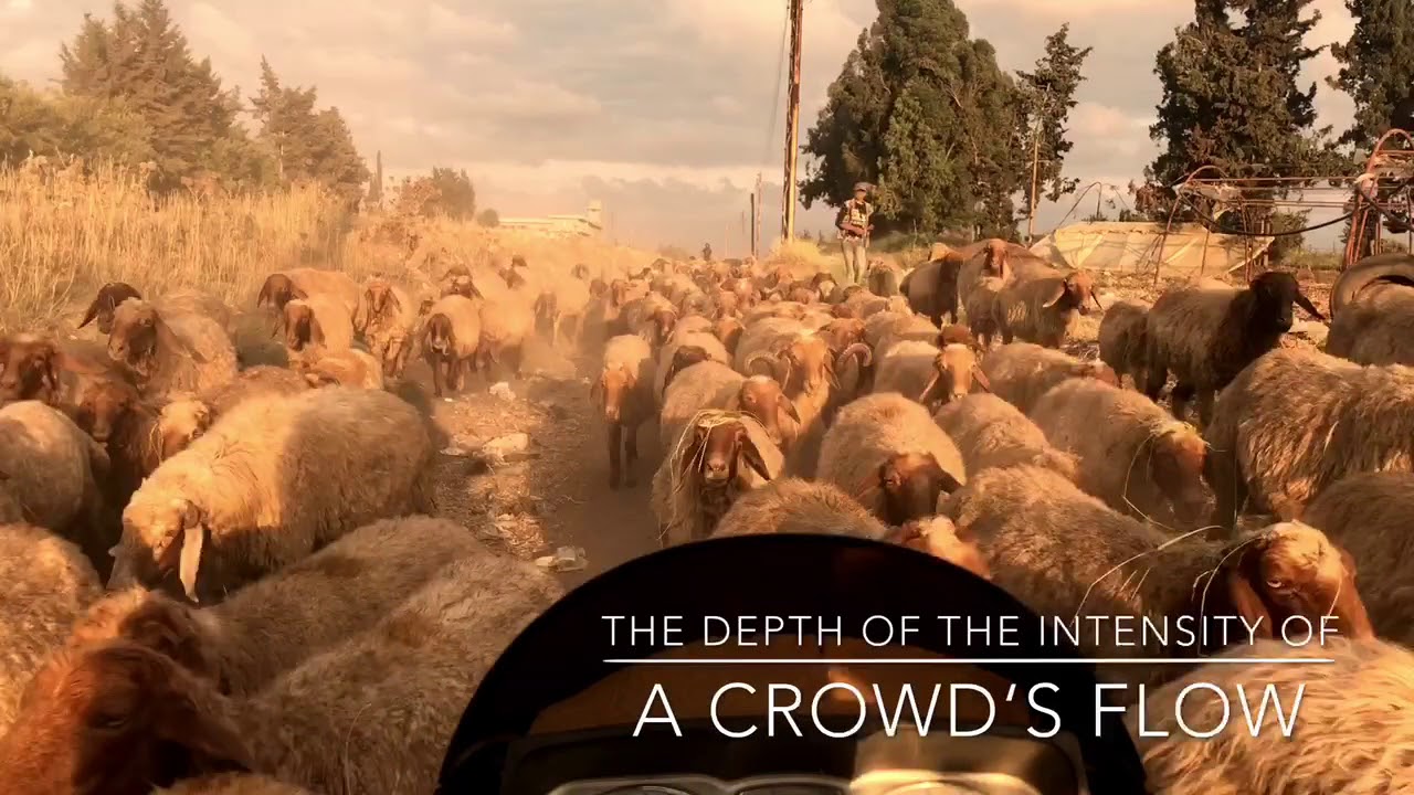 Syrian Sheeps - YouTube