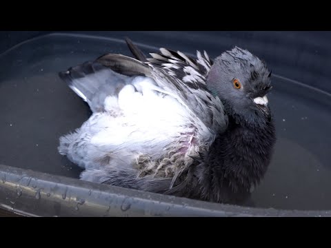 Cute Pet Pigeon Loves Taking a Bath, then Flies to my Arm