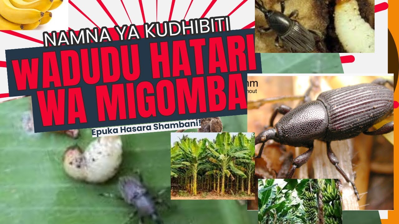 KILIMO CHA MIGOMBA -JINSI YA KUDHIBITI WADUDU HATARI/MIGOMBA HUANGUKA ...