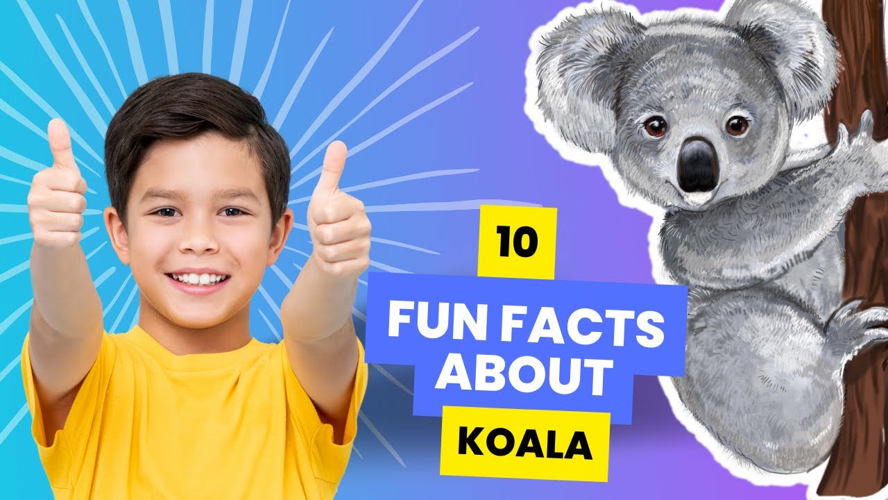 Koala Bear: 10 Fun Facts About Koalas for Kids! - YouTube