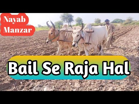 Bail Pe Hal|| Bail Gari||Bail Gadi Hal ||Old Zamana ||Abpitafi Vlog ...