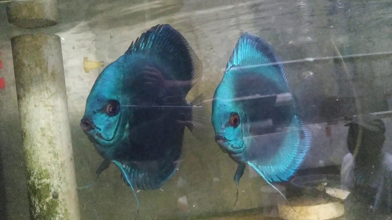 Ikan discus pair comtank - YouTube