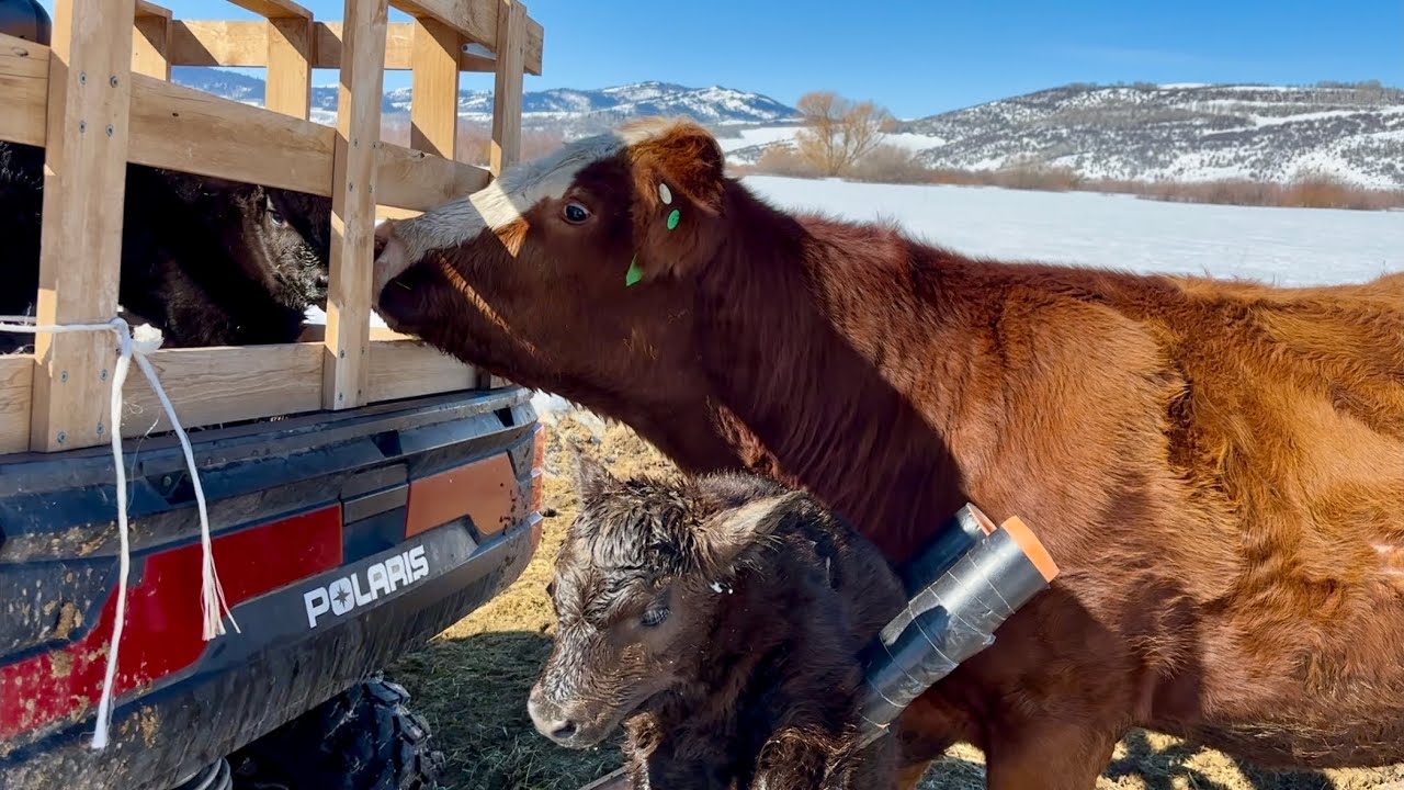 It’s Been A Calving Season Full Of Twins! - YouTube