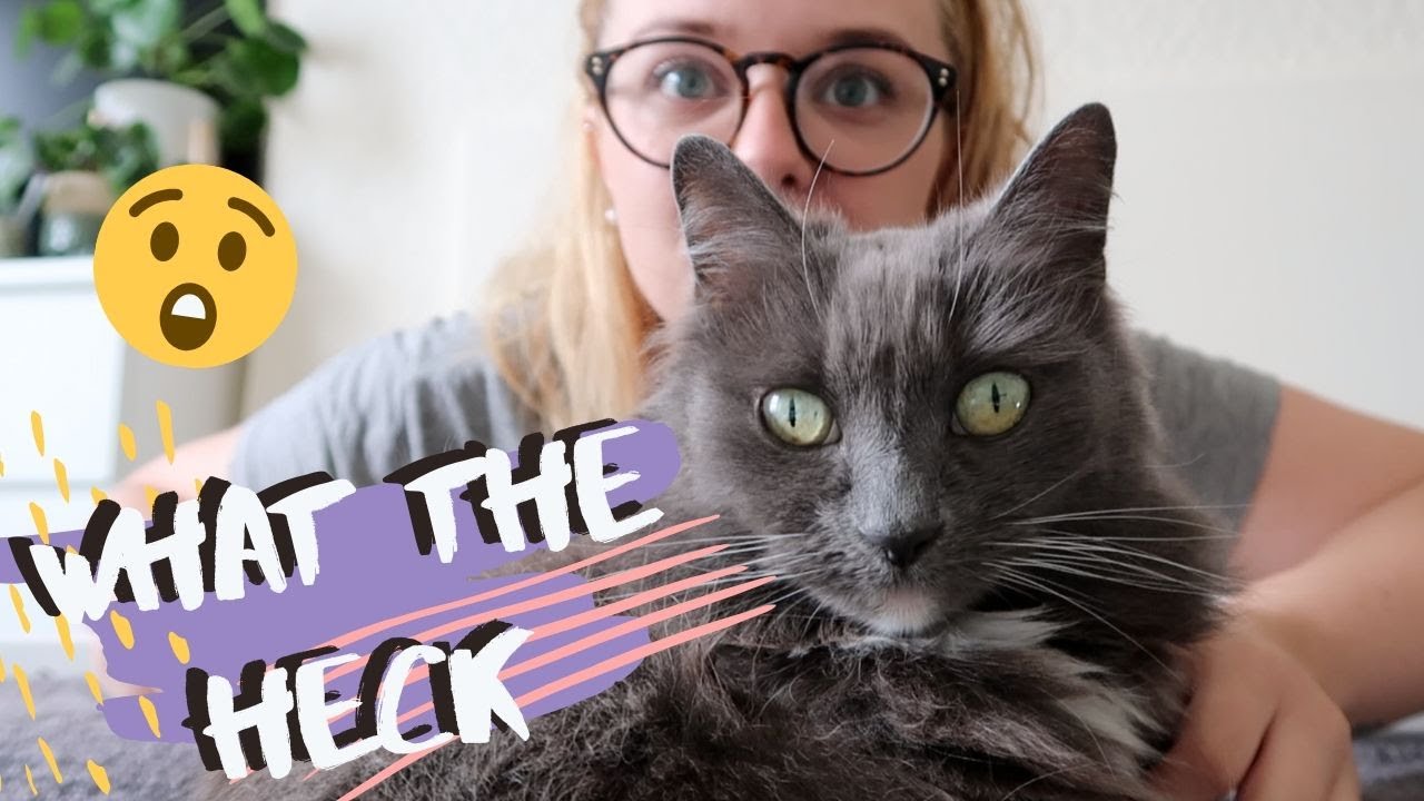 Gasping Dramatically At My Cat - YouTube