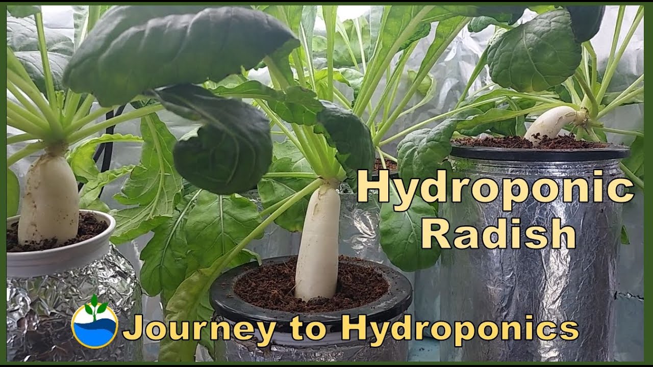 Hydroponic Radish from Seed - YouTube