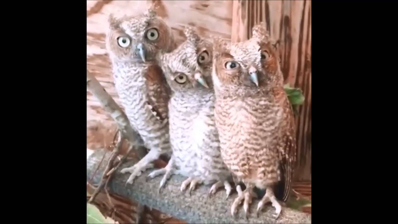HEY!!! HEEEY!!! Angry Owl remix :P no attention - YouTube