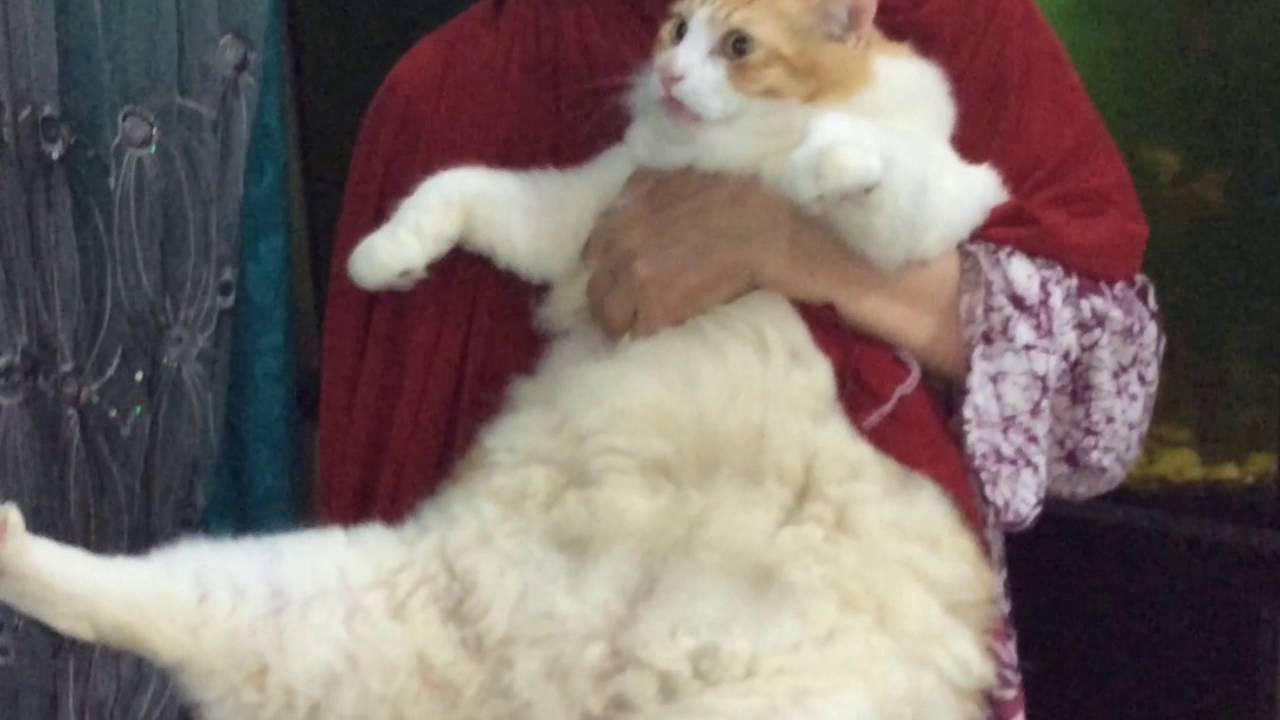 Big chubby cat - meincoon mix turkish angora - YouTube