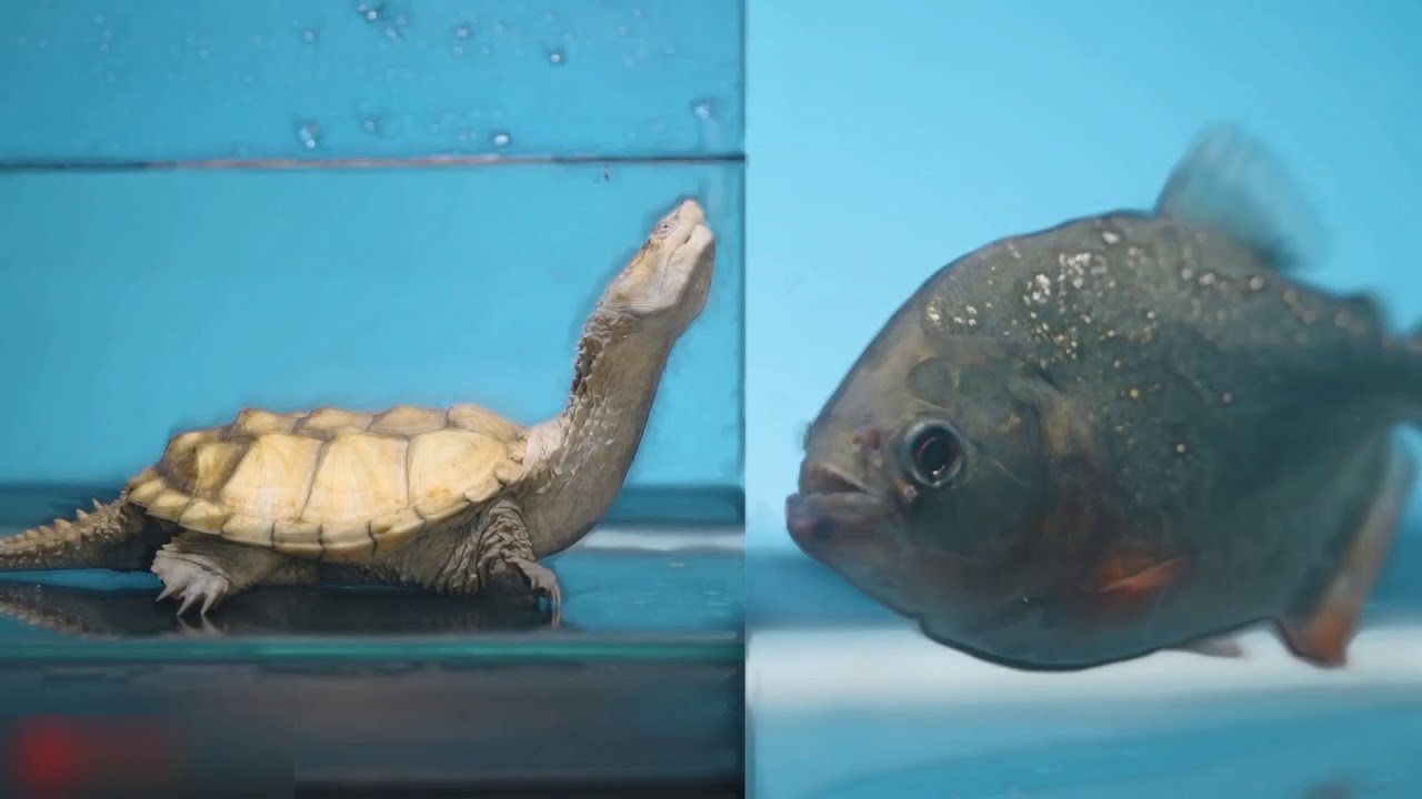 SNAPPING TURTLE VS PIRANHA FISH - YouTube