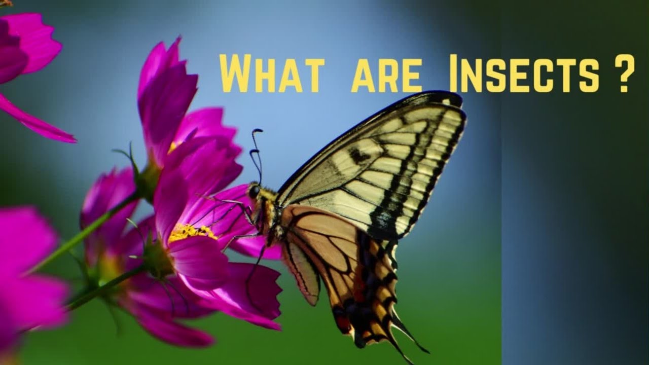 What are Insects?/Animals:Common Insects/All about insects/Where are ...