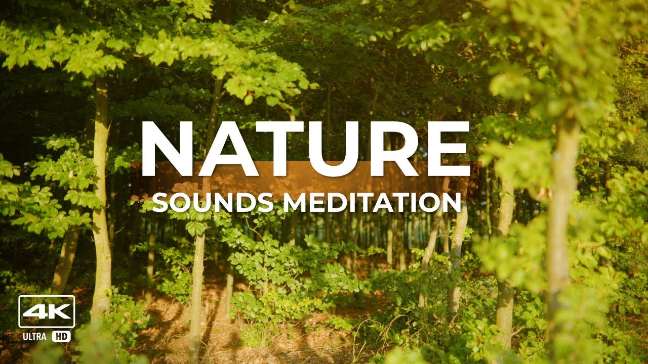 🌳Nature Sounds Meditation: Birds Singing in a Green Forest - YouTube
