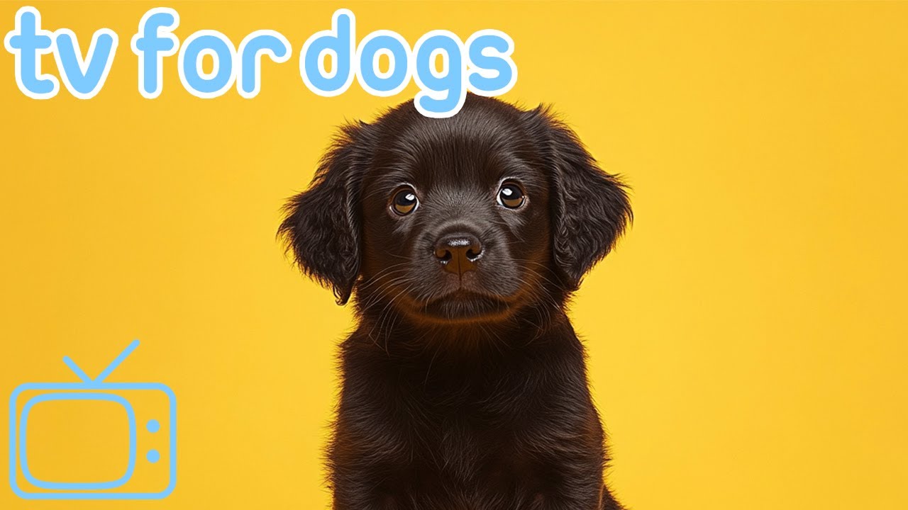Relaxing Dog TV with Movement, Sound & Natural Scenes - YouTube
