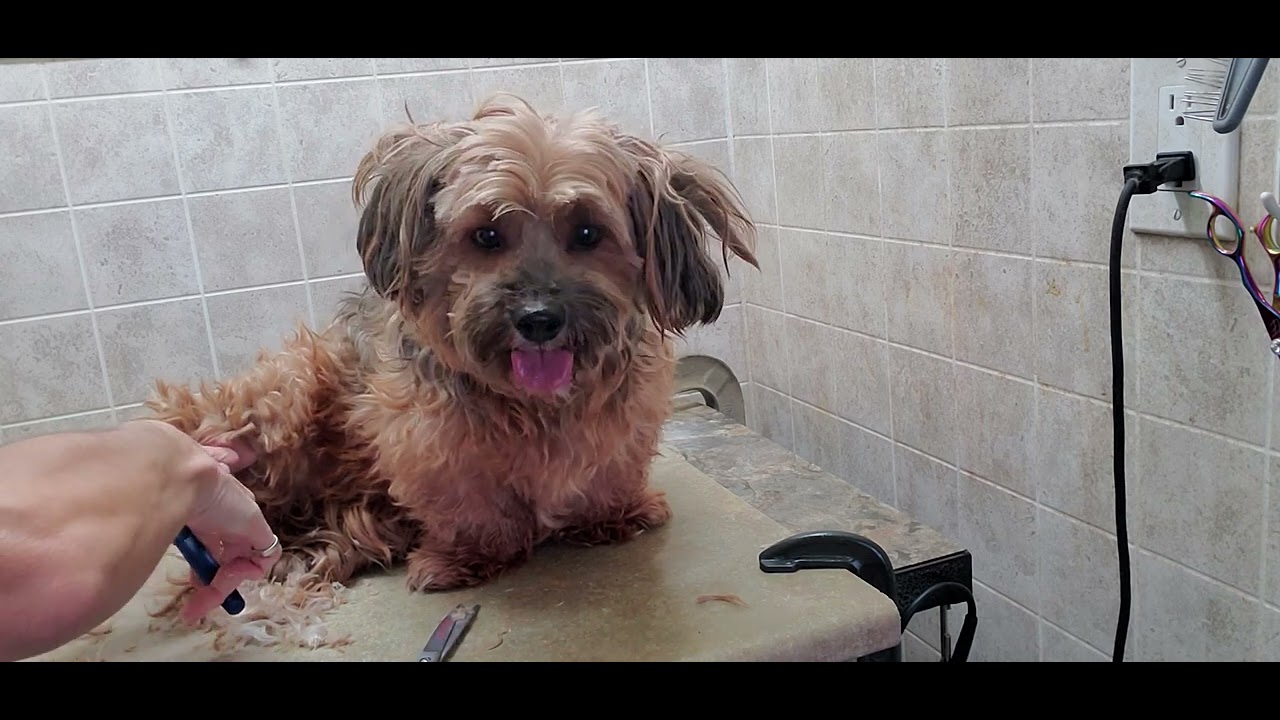 Bichon/Terrier full groom, dog grooming without restraints, #5 & #3 3/4 ...