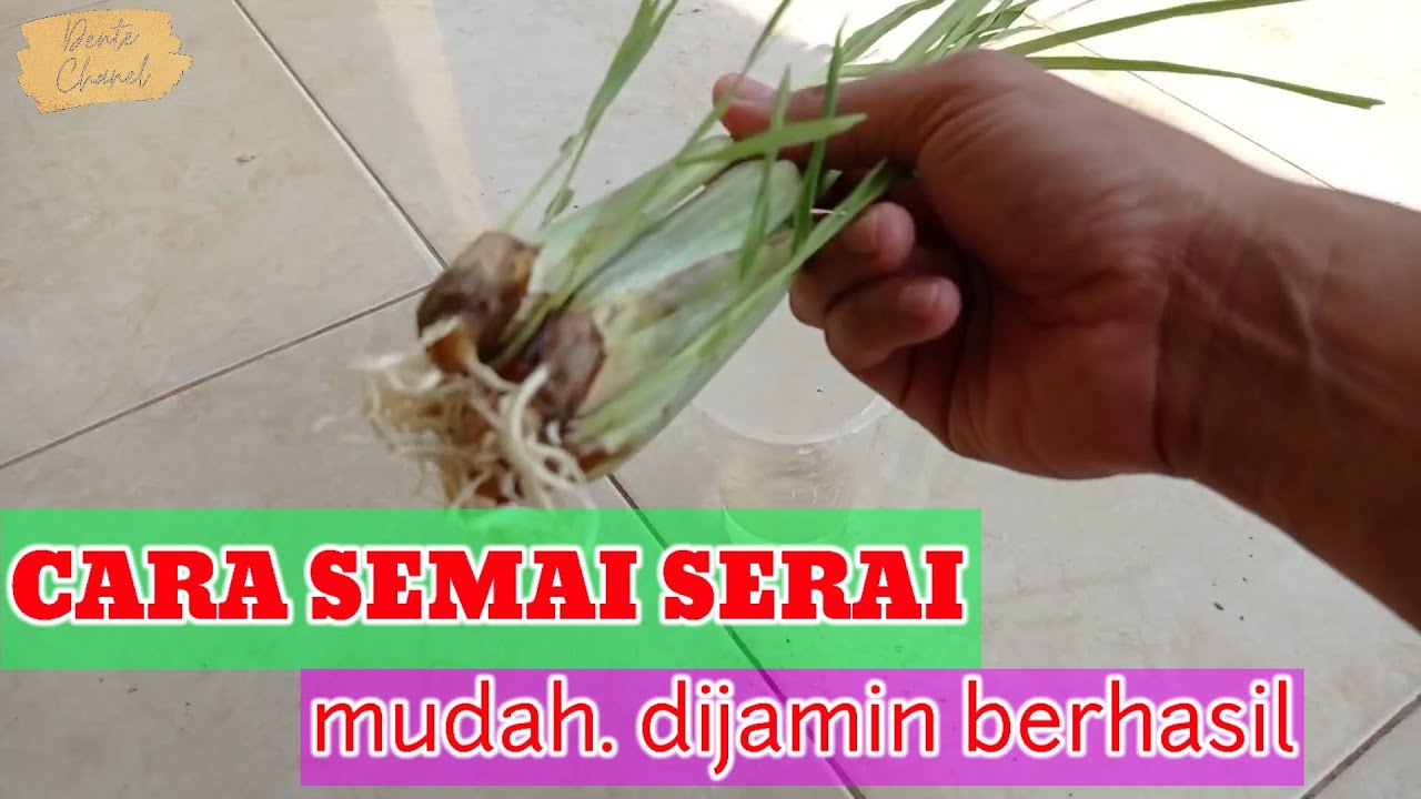 Cara semai serai dengan mudah - YouTube