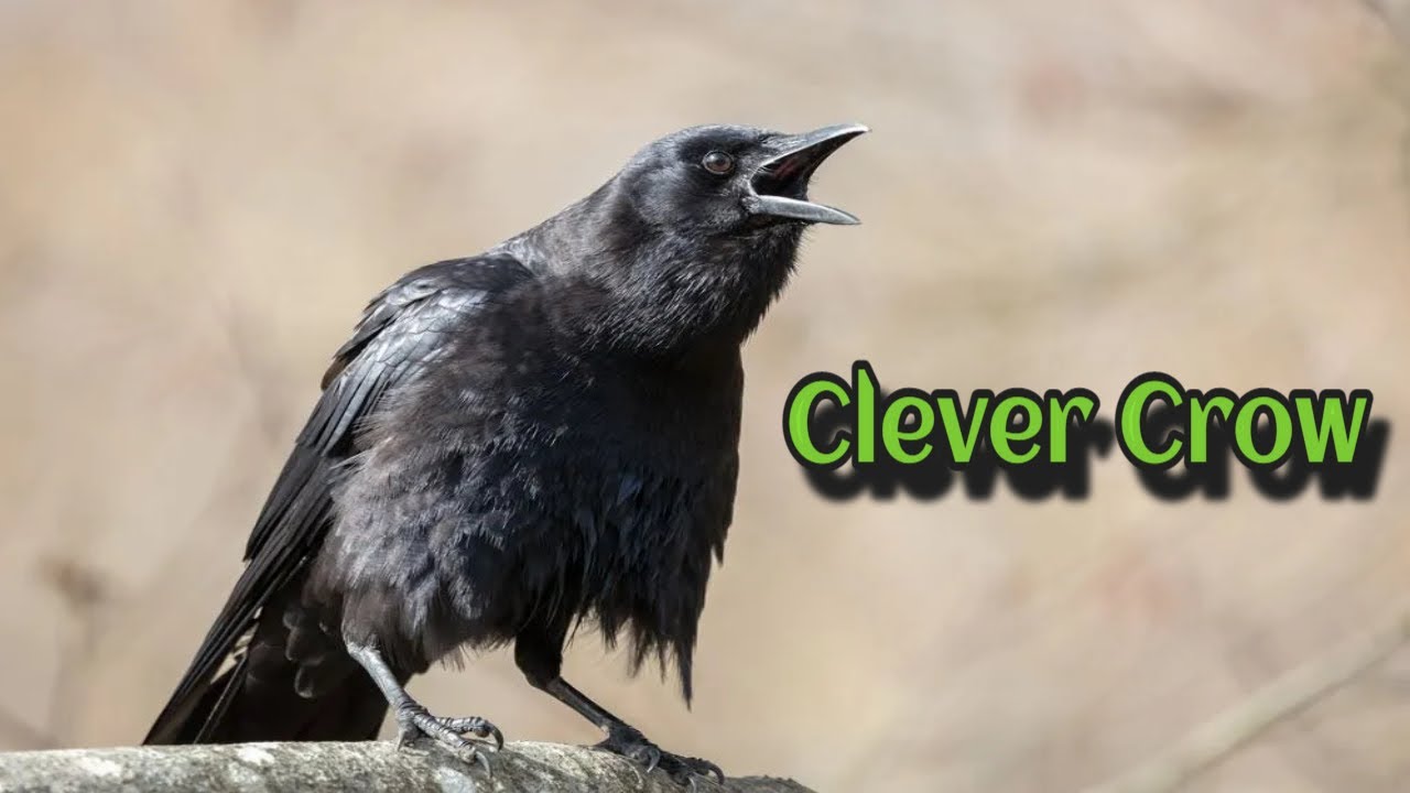 Smart Crow | A Crow cleaning its food before eating | Clever Crow - YouTube