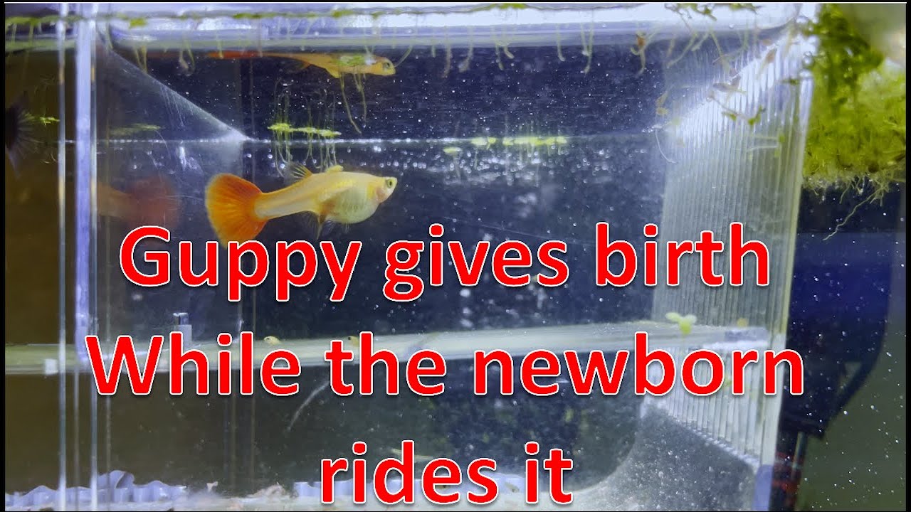 Guppy giving birth | fish giving birth - YouTube