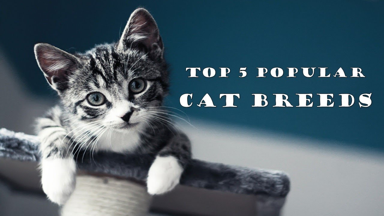Top 5 Most Popular CAT Breeds - YouTube