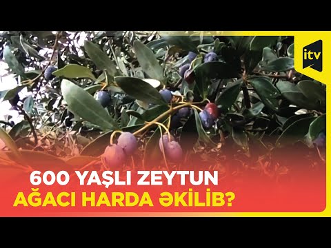 Nardaran mayakı haqqında bunları bilirdiniz?