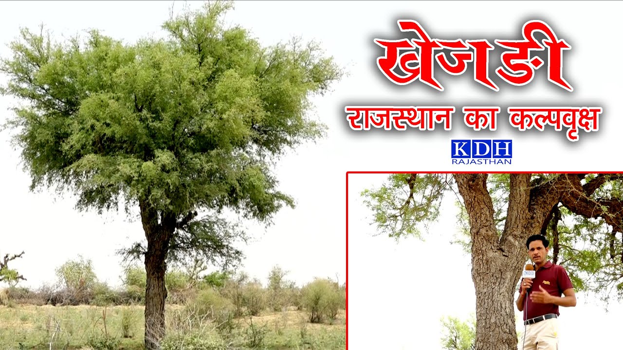 खेजड़ी का पेड़ क्यों राजस्थान का राज्य वृक्ष ? मरुस्थल का कल्पतरु ...